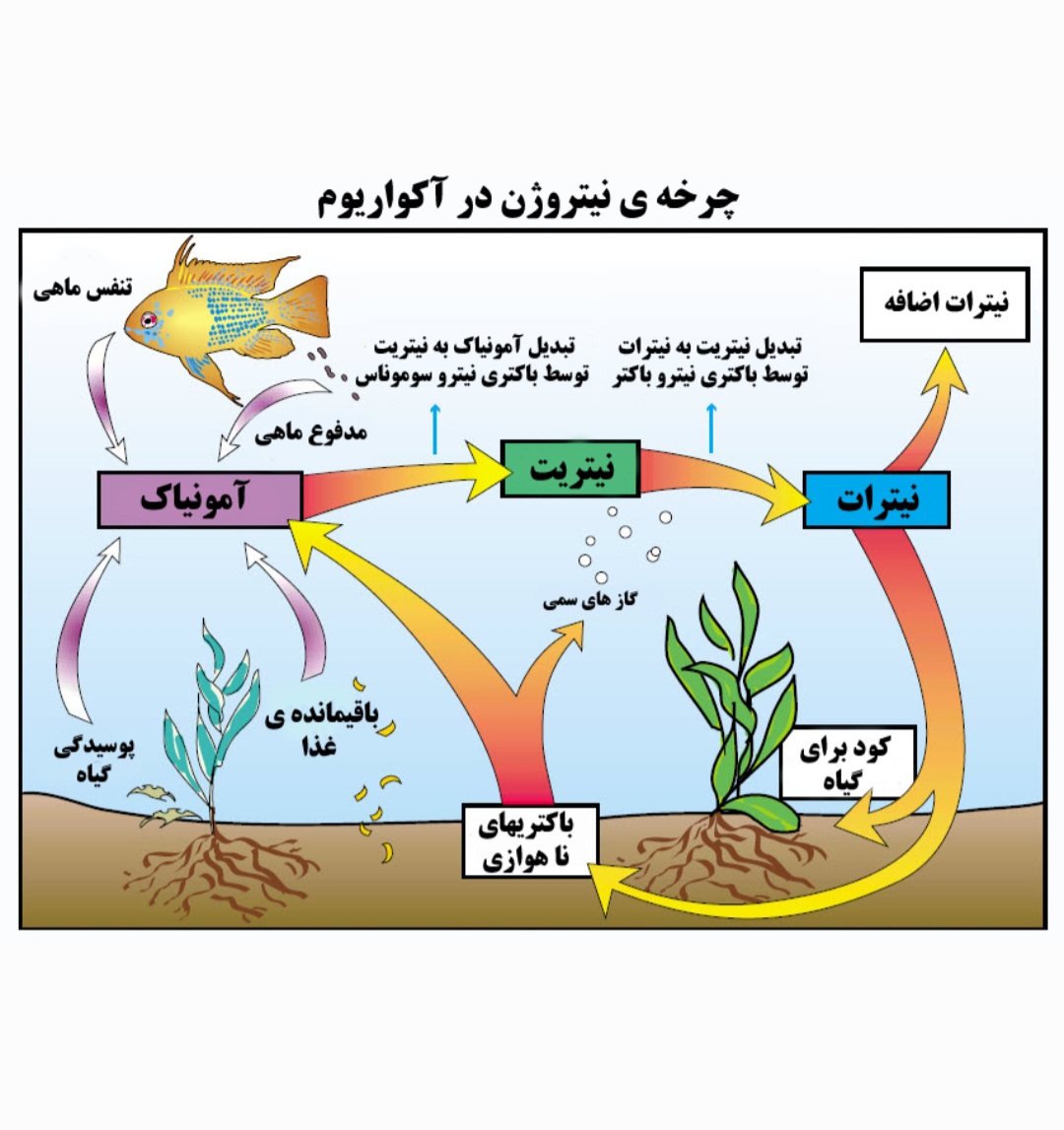 سیکل ازت - فروشگاه آکواریوم پلنت آکوآ plant_aqua@
